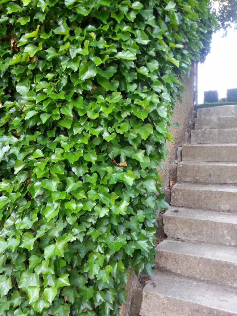 Immergrün, robust und anspruchslos: Multitalent Efeu - Die Gartenoase